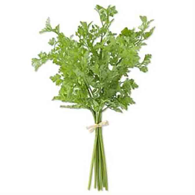 15.5 Inch Parsley Bundle – Roost Gift & Home Collection